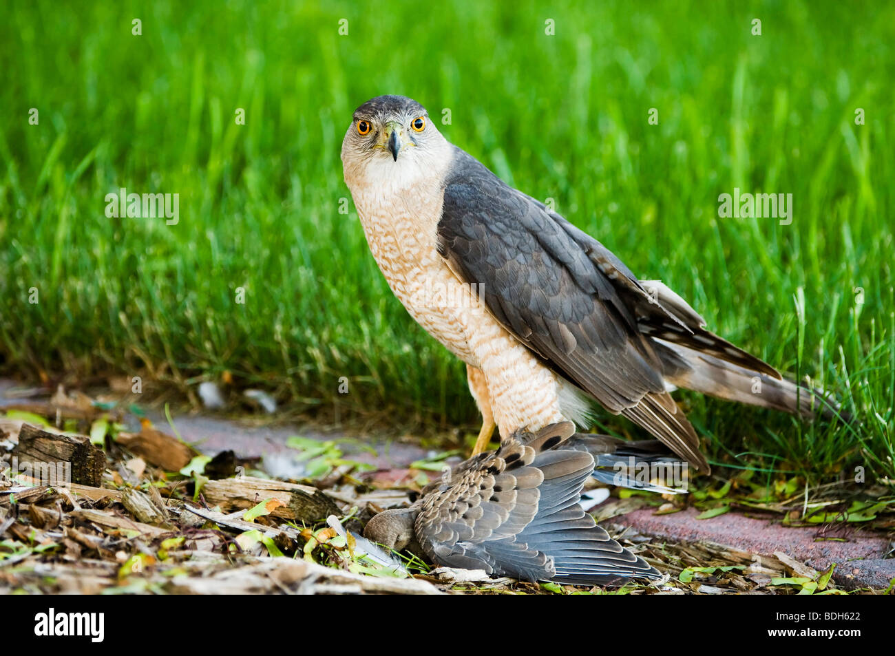 Hawk dove hi-res stock photography and images - Alamy