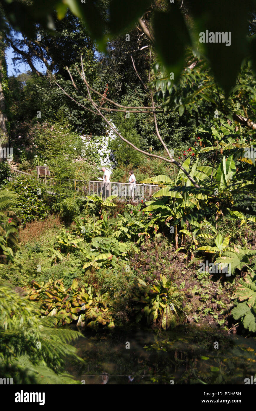 Jungle walk at the Lost Gardens of Heligan Cornwall UK Stock Photo - Alamy