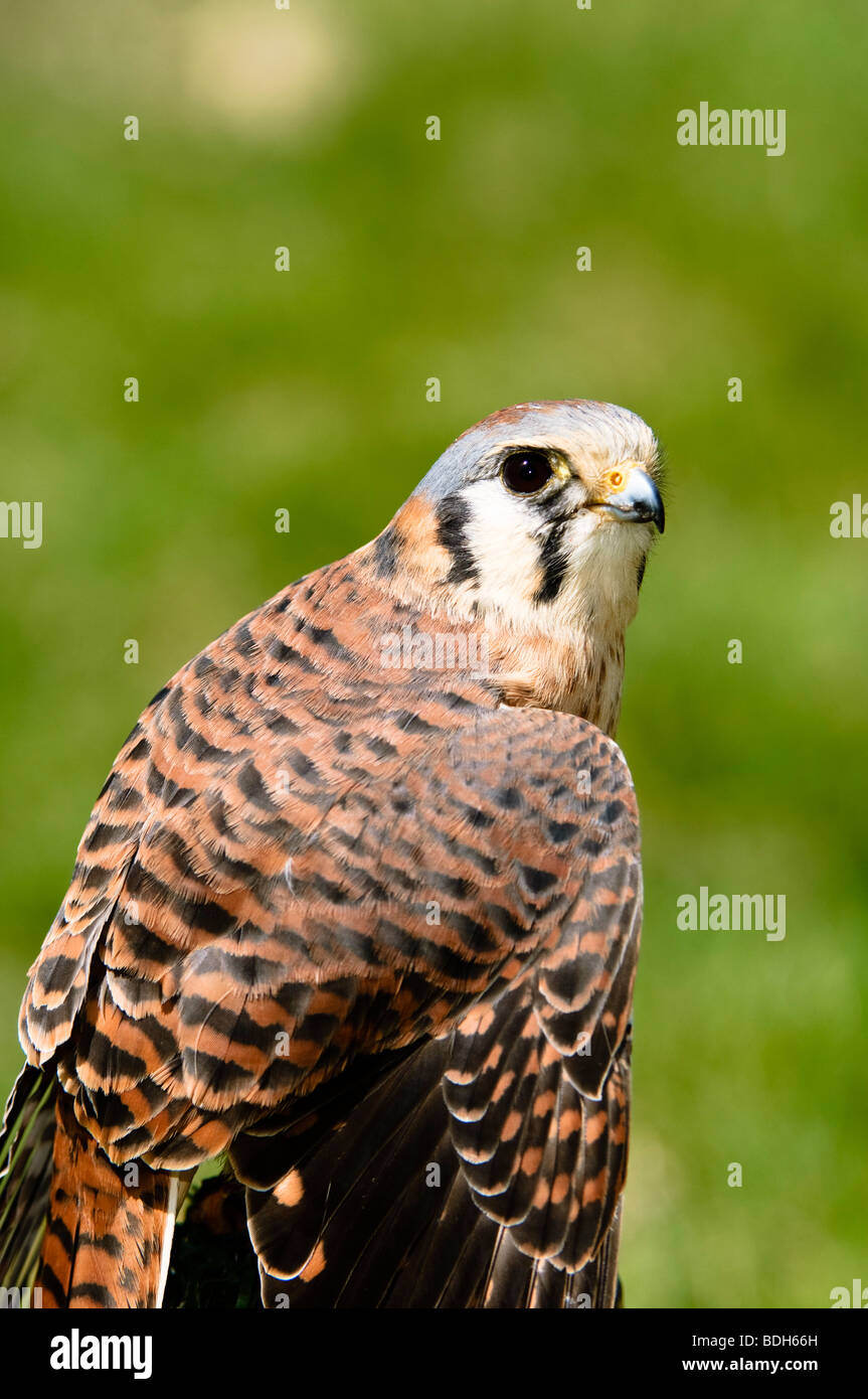Bird of prey mantling hi-res stock photography and images - Alamy