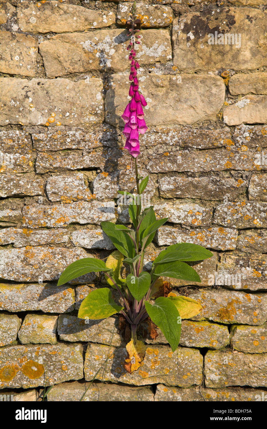 Wild Foxglove Digitalis purpurea growing in stone wall Dorset UK Stock ...