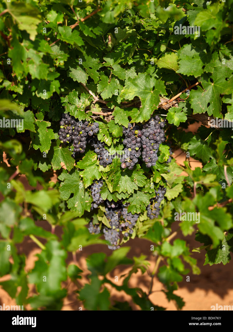 Clusters of ready to harvest merlot grapes on the vine at Newsom ...