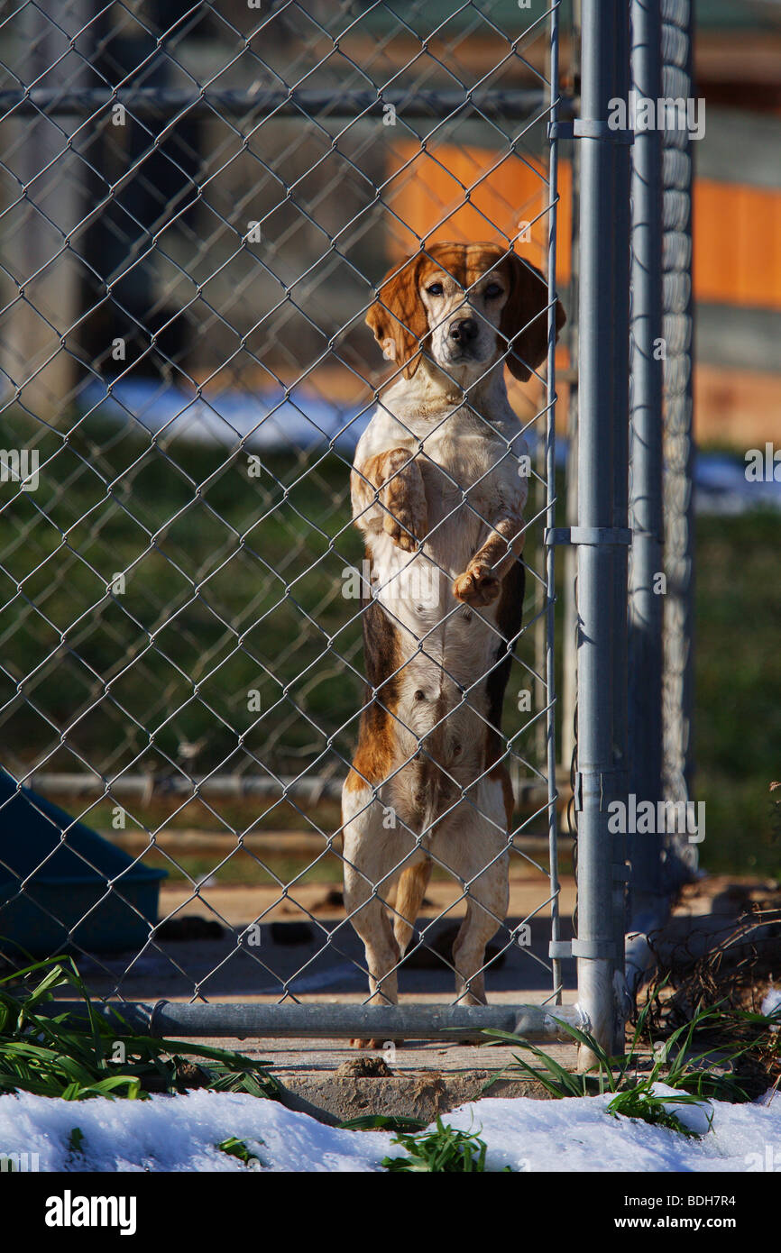 FEMALE BEAGLE DOG STANDIN ON BACK LEGS HOPING TO GET OUT OF KENNEL ...