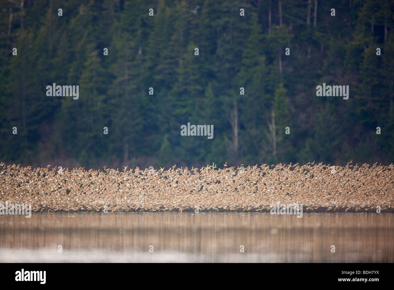 Shorebird migration, primarily Western Sandpipers, Copper River Delta ...