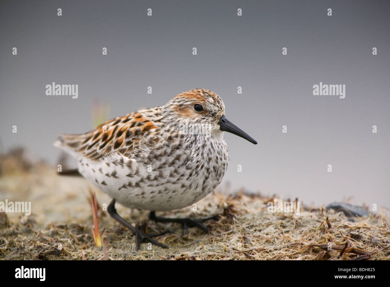 Shorebird migration, primarily Western Sandpipers, Copper River Delta ...