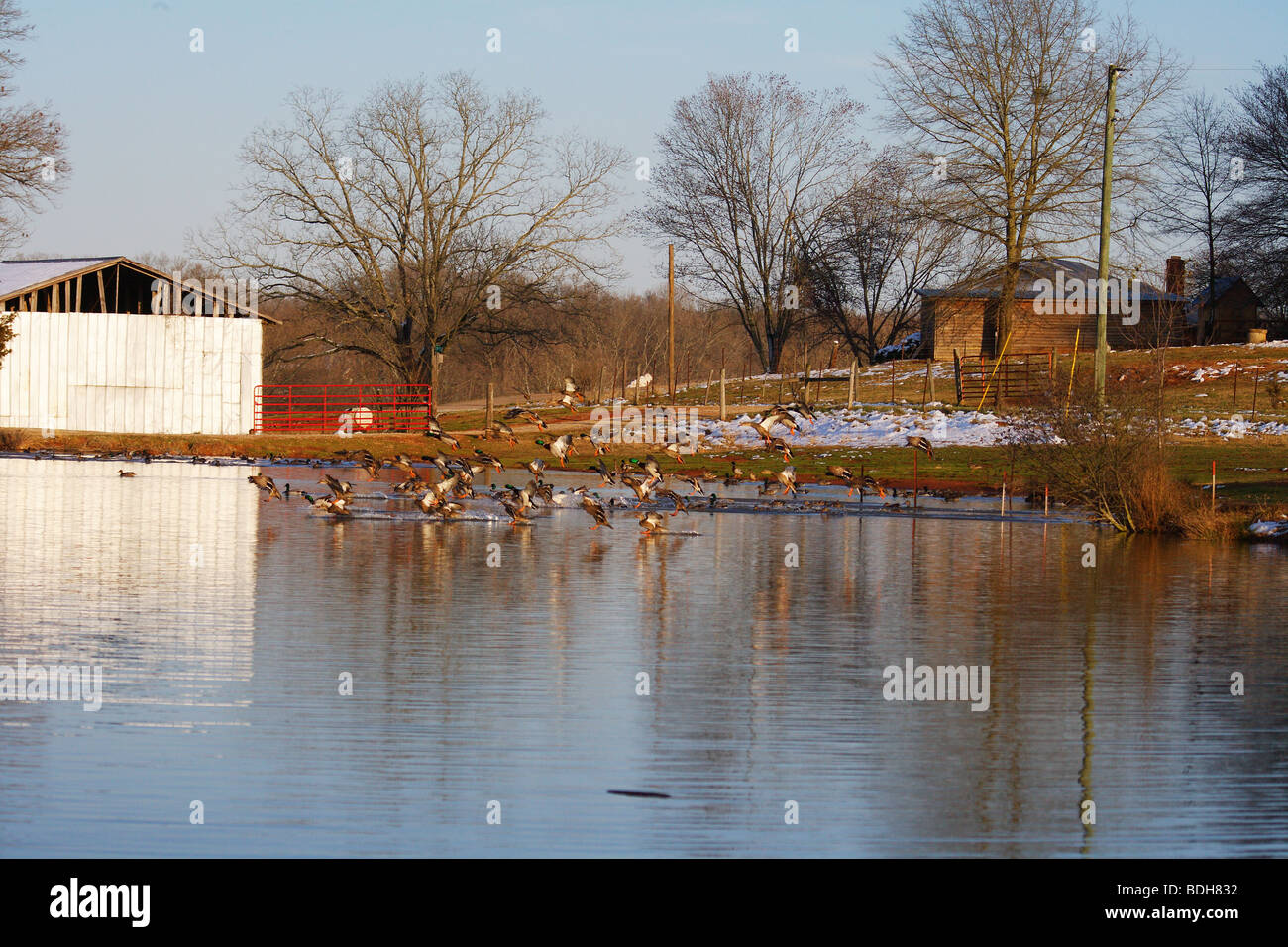 LARGE GROUP OF MALLARDS JUMPING INTO FARM POND EVENING LIGHT Stock ...