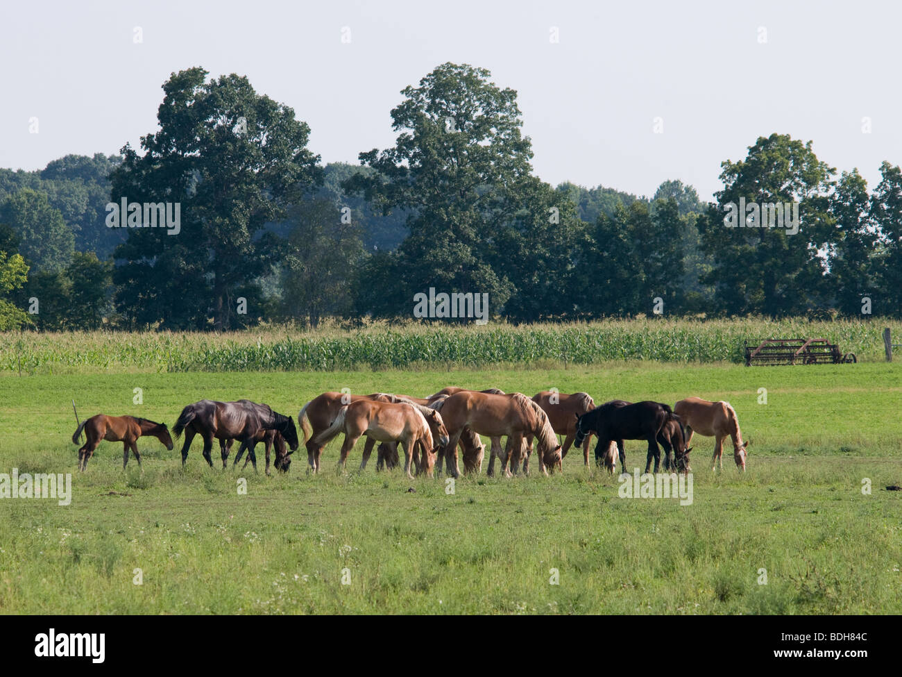 Horses standing in open field in Ohio Stock Photo - Alamy