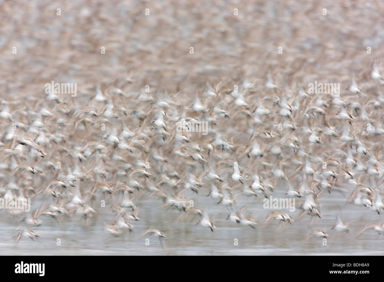 Shorebird migration, primarily western sandpipers, Copper River Delta ...