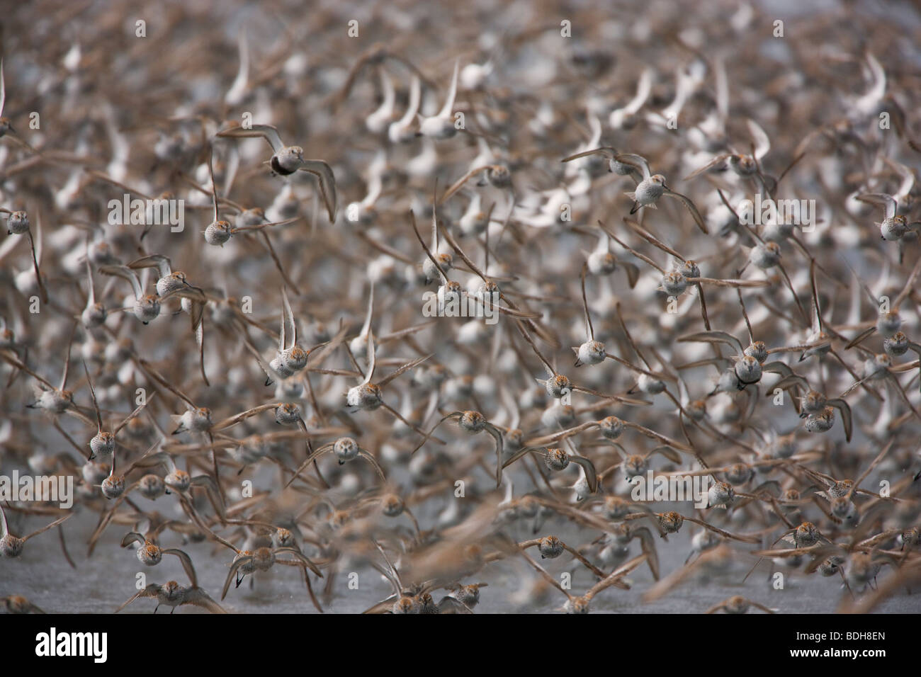Shorebird migration, primarily western sandpipers, Copper River Delta ...