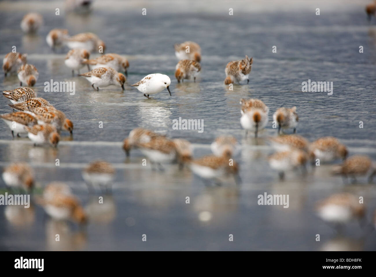 Shorebird migration, primarily western sandpipers, Copper River Delta ...