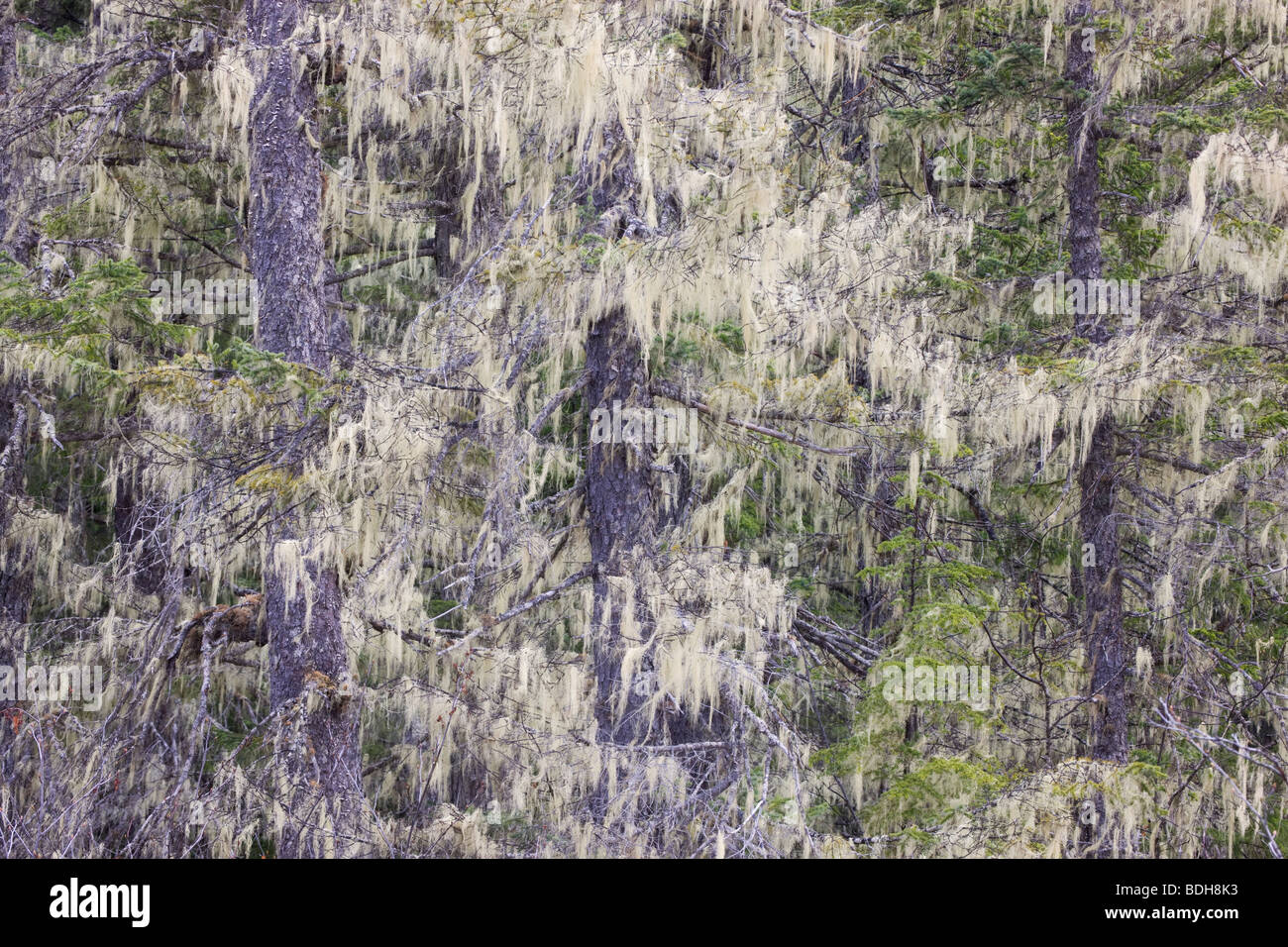 Alaska rainforest hi-res stock photography and images - Alamy