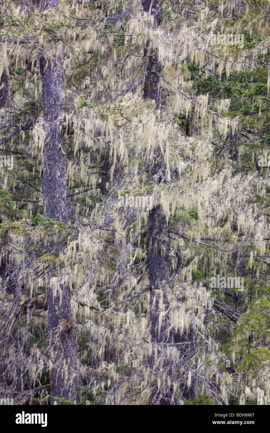 Temperate rain forest cordova, alaska hi-res stock photography and ...