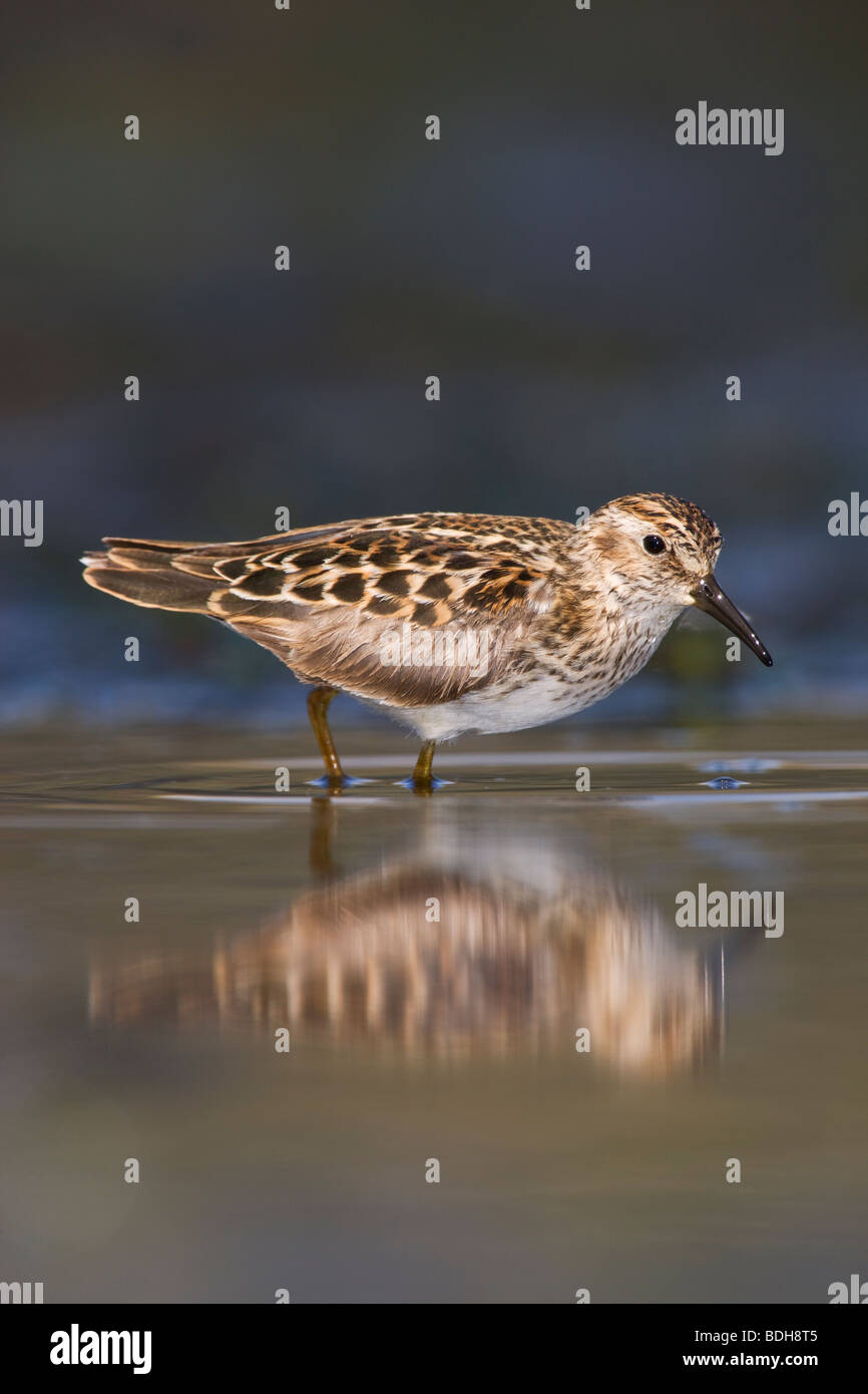 Least Sandpiper shorebird during the spring migration to Alaska, near ...