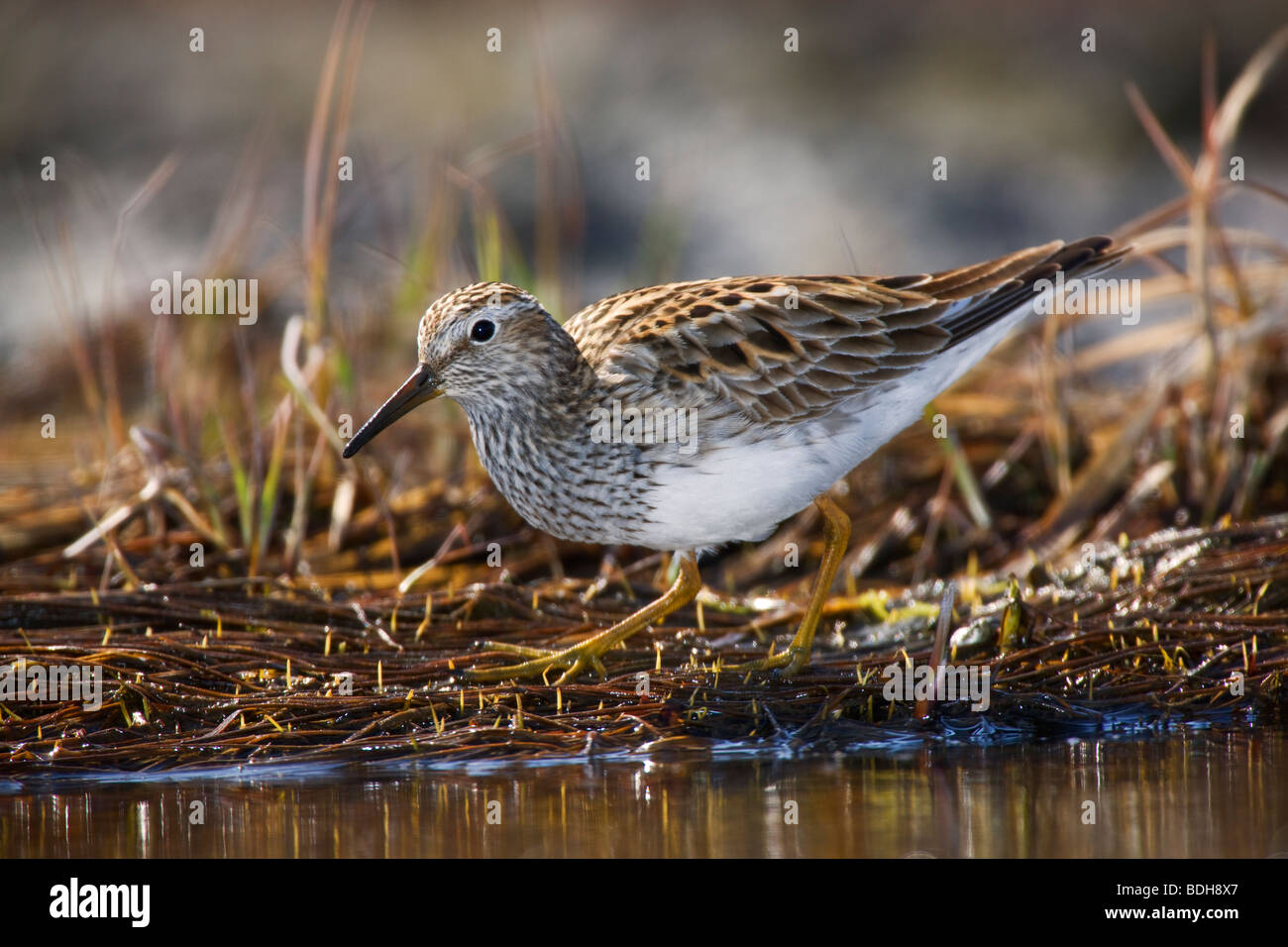 Shorebirds Alaska High Resolution Stock Photography and Images - Alamy