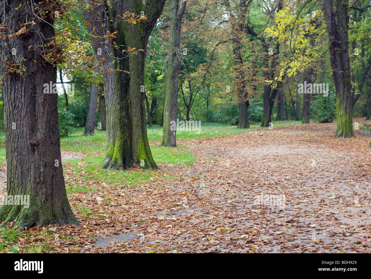 Dry tree foliage and pedestrian path in autumn city park Stock Photo ...