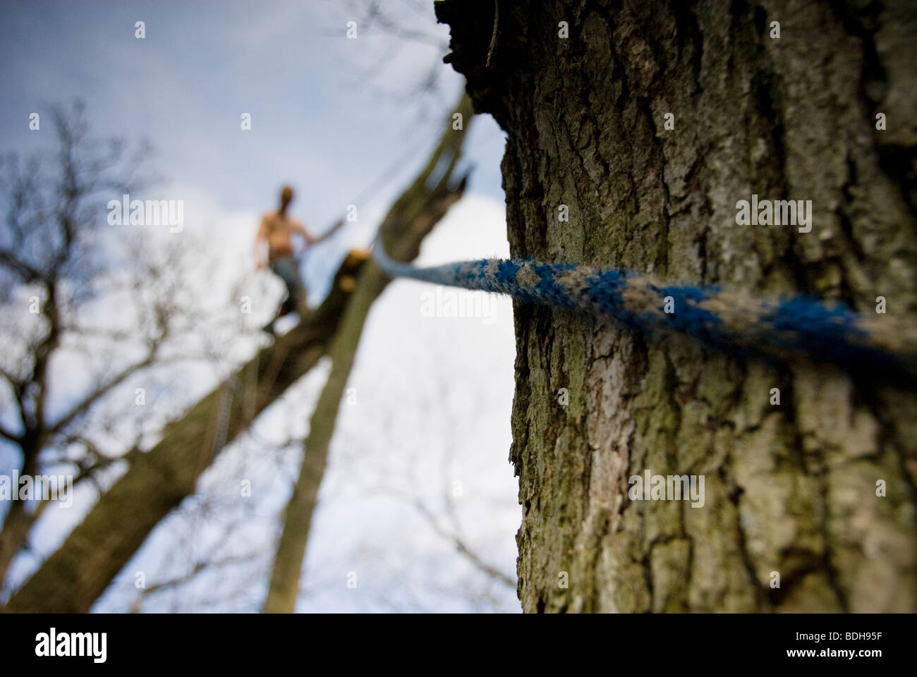 Tree climber Rescues A Dead Specimen From Falling On A House Stock ...