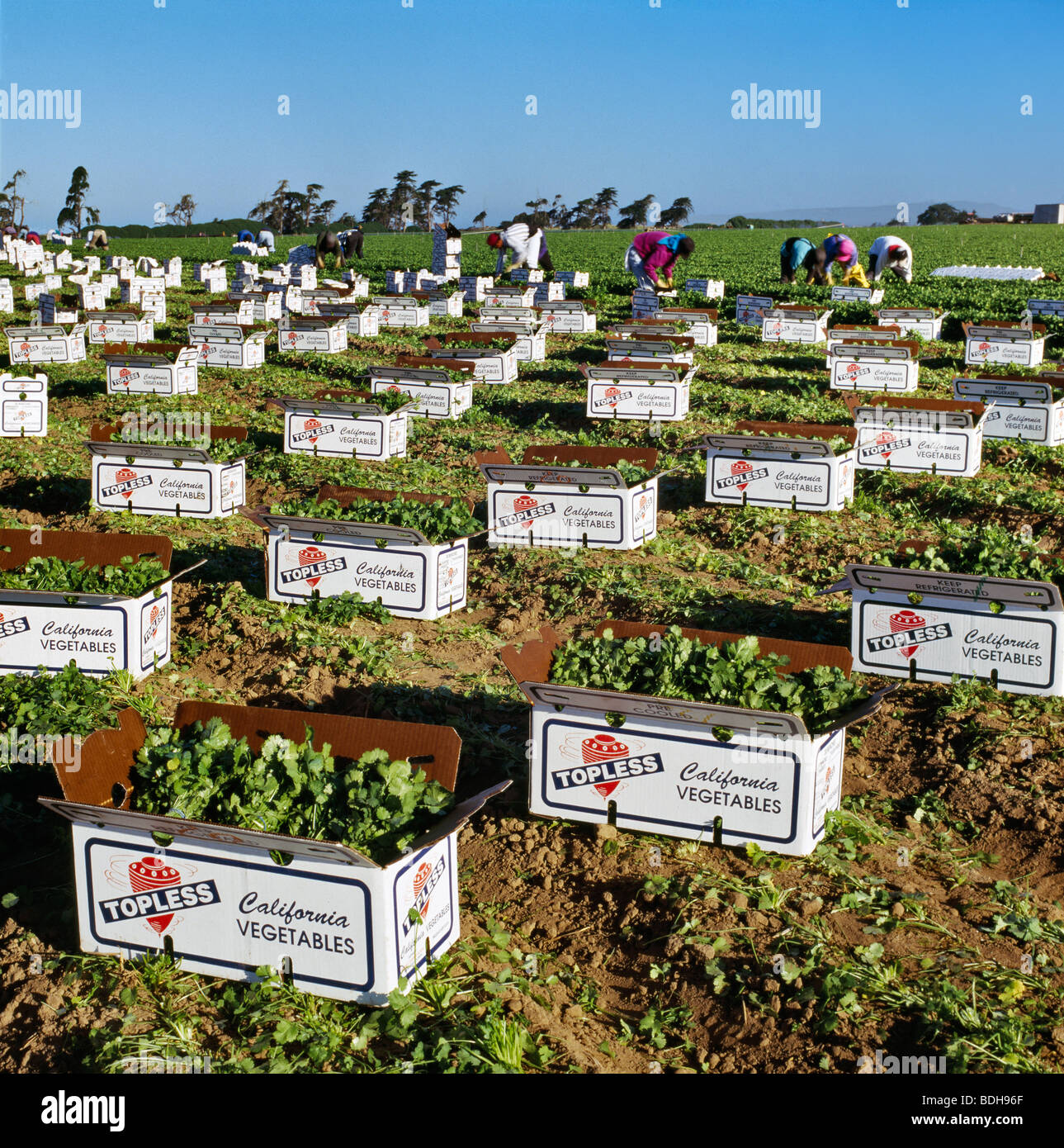 Cilantro field hi-res stock photography and images - Alamy