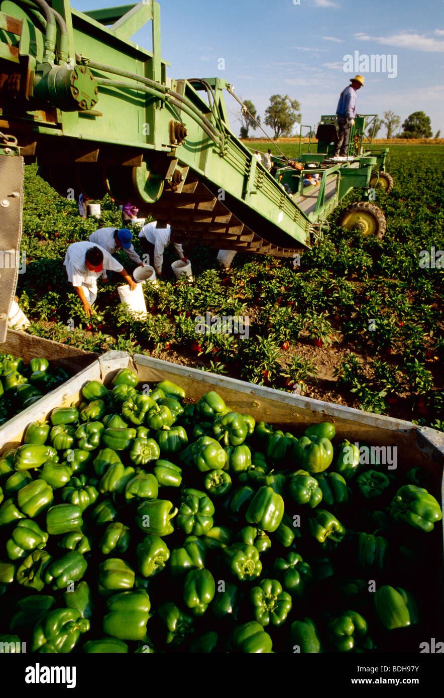 Agriculture - Green Bell peppers being harvested / Lodi, California ...