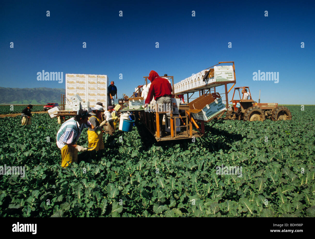 Agriculture - Broccoli being harvested / Salinas Valley, California ...