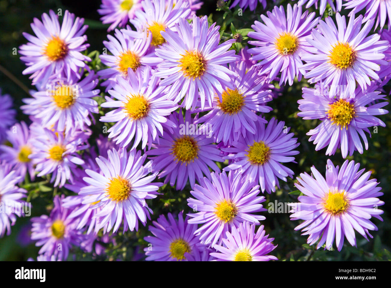magenta aster flowers in autumn park (seasonal background Stock Photo ...