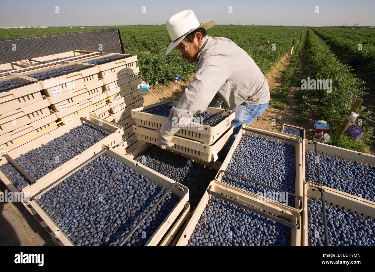 A male field worker loads flats of freshly harvested blueberries onto a ...