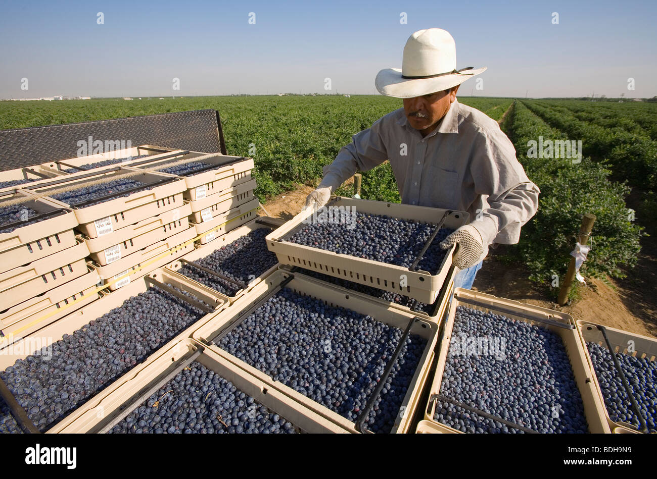 A male field worker loads flats of freshly harvested blueberries onto a ...