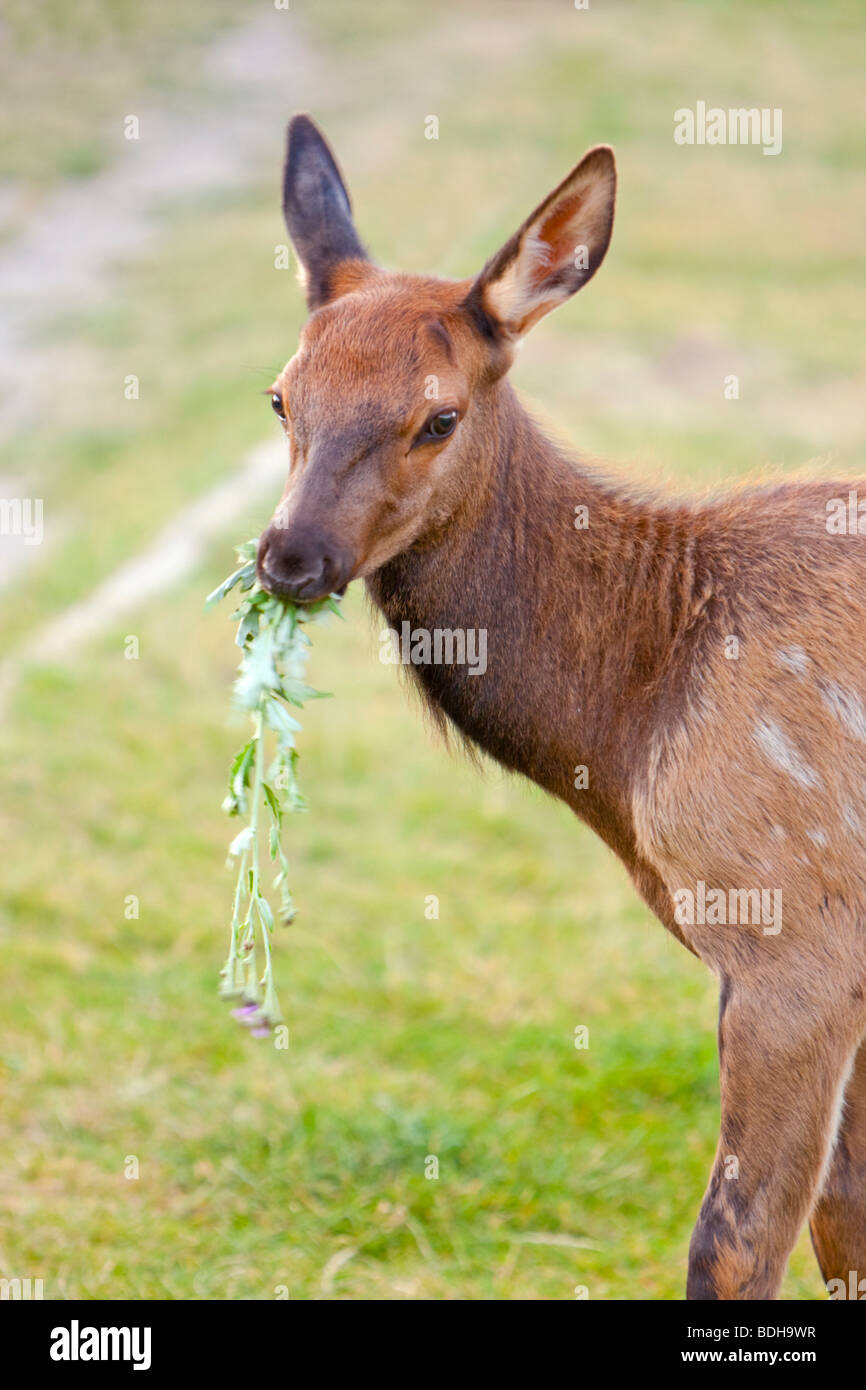 Spotted elk hi-res stock photography and images - Alamy