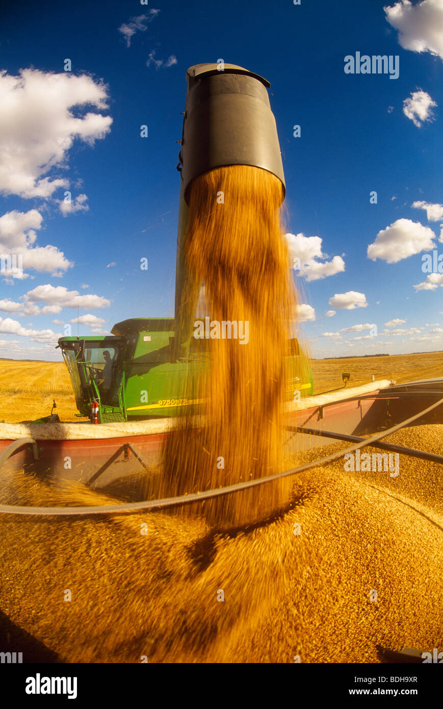 Grain ready for loading into wagons hi-res stock photography and images ...