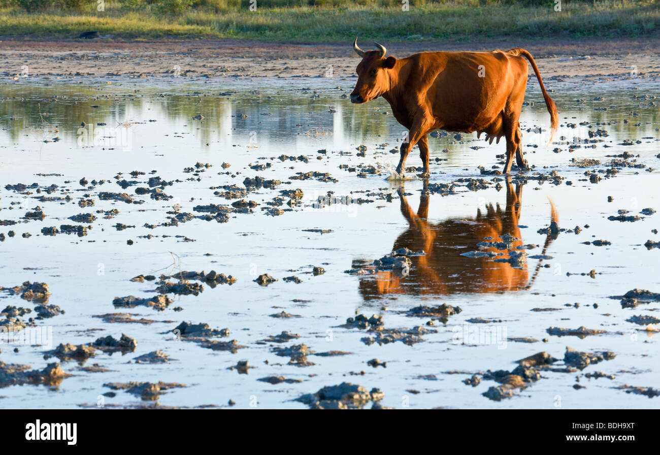 Swamp cow hi-res stock photography and images - Alamy