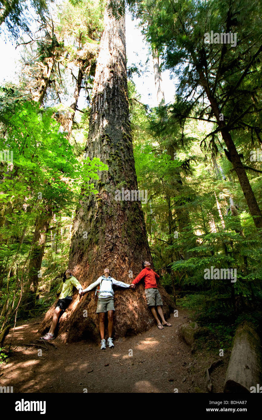 Three people holding hands around the base of a large old growth tree ...