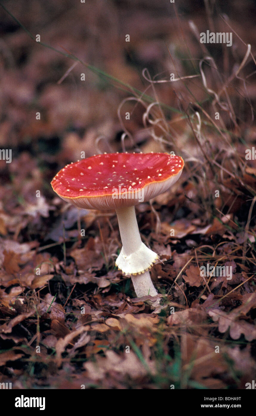 Deadly fungal threat hi-res stock photography and images - Alamy