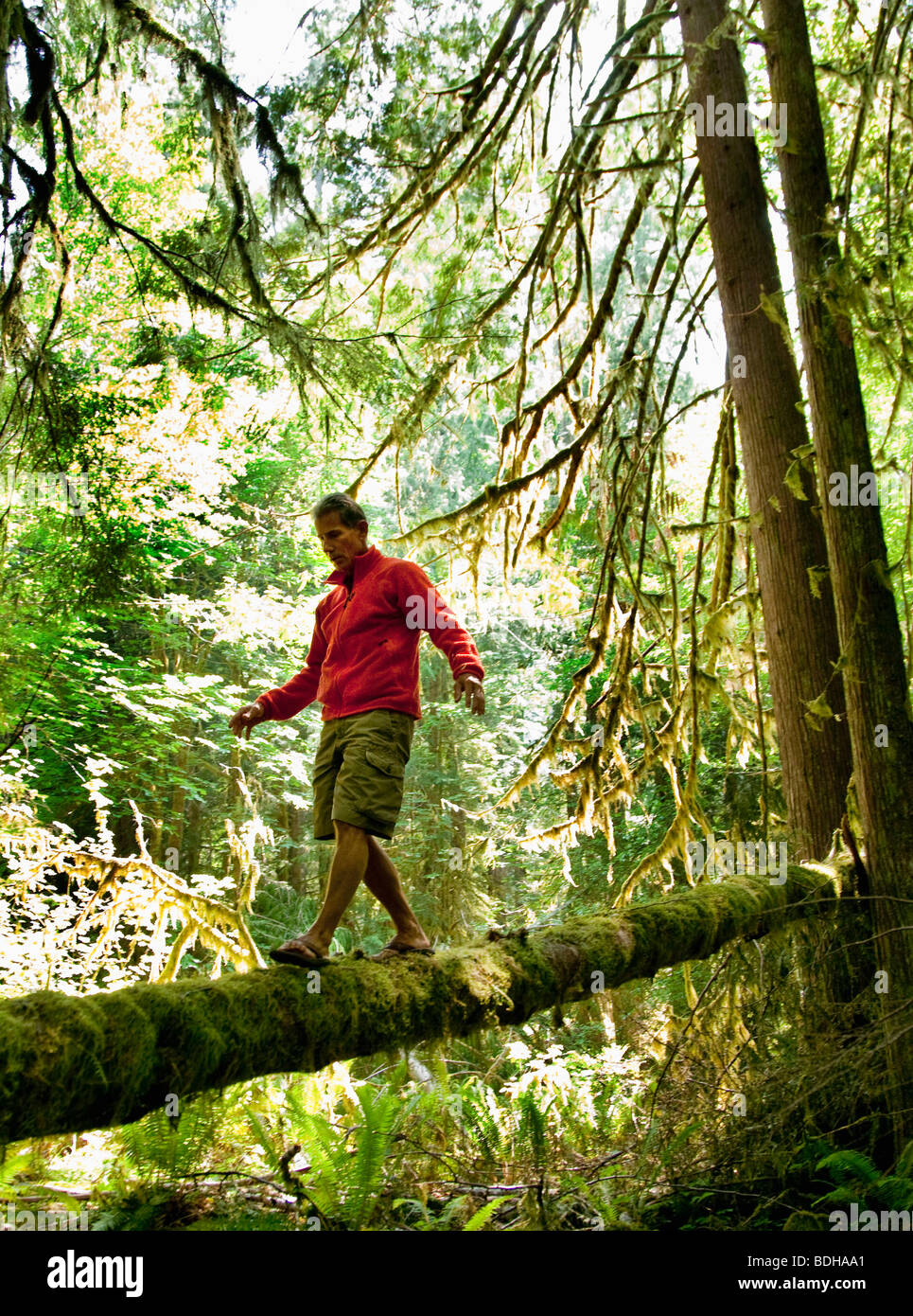 A man keeps his balance while walking along a mossy log in a thick ...