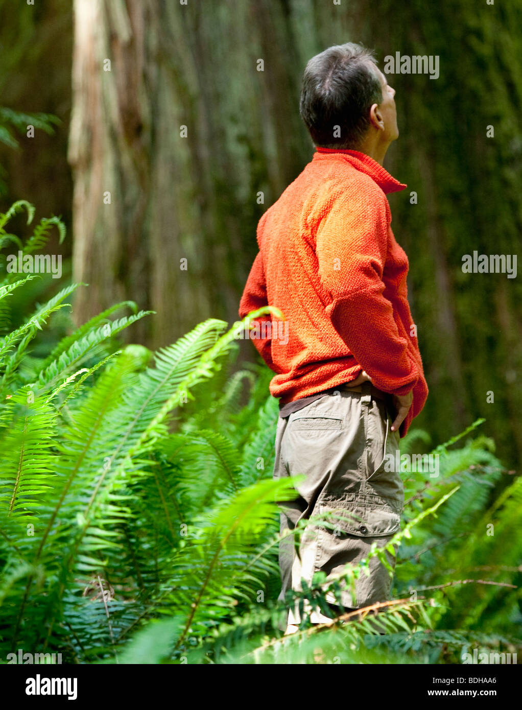 A man surrounded by ferns looks up at a very large tree in a thick ...