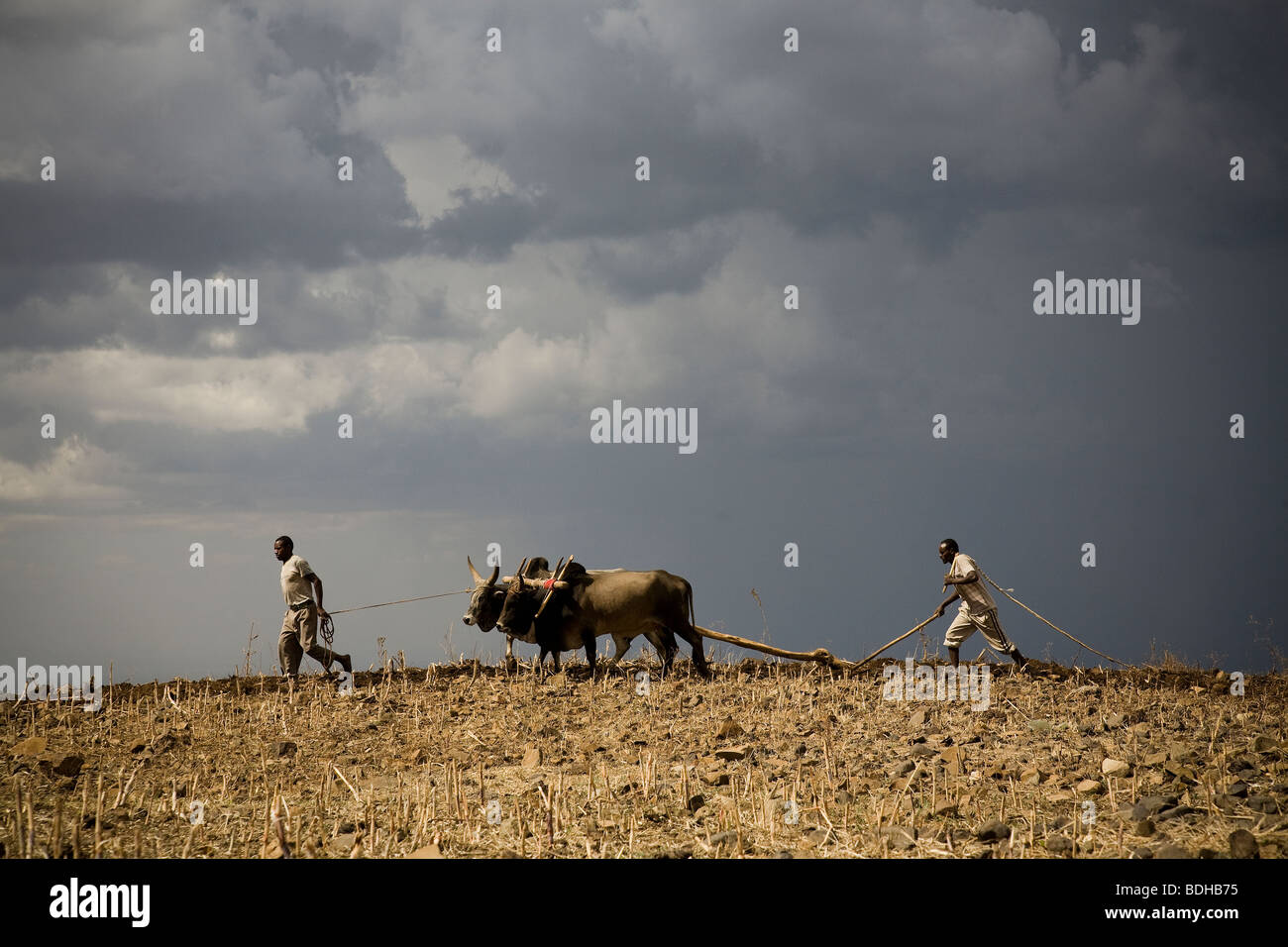 Two farmer men plow a dry field with two oxen beneath a stormy sky ...