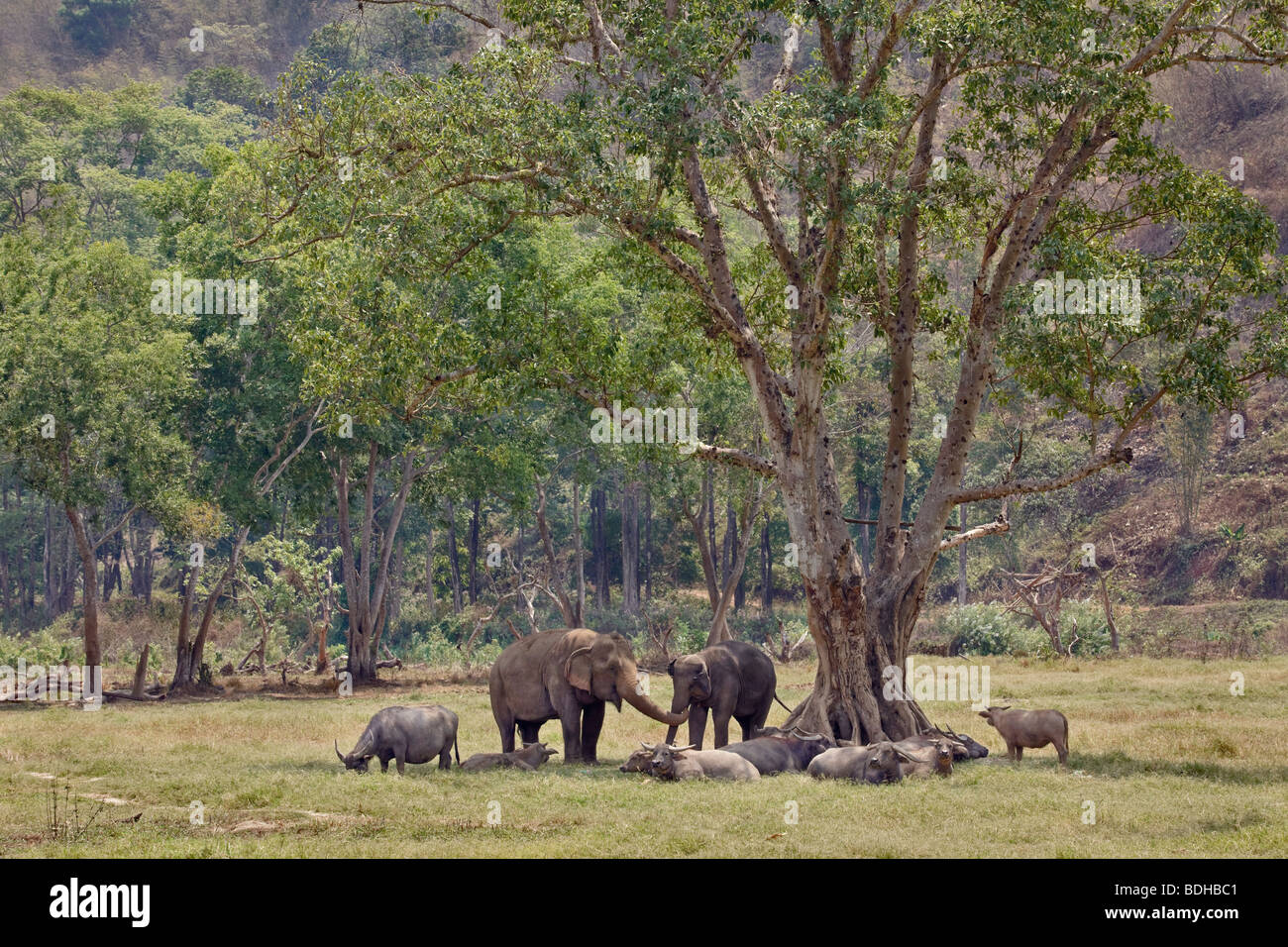 Tree shade animal hi-res stock photography and images - Alamy