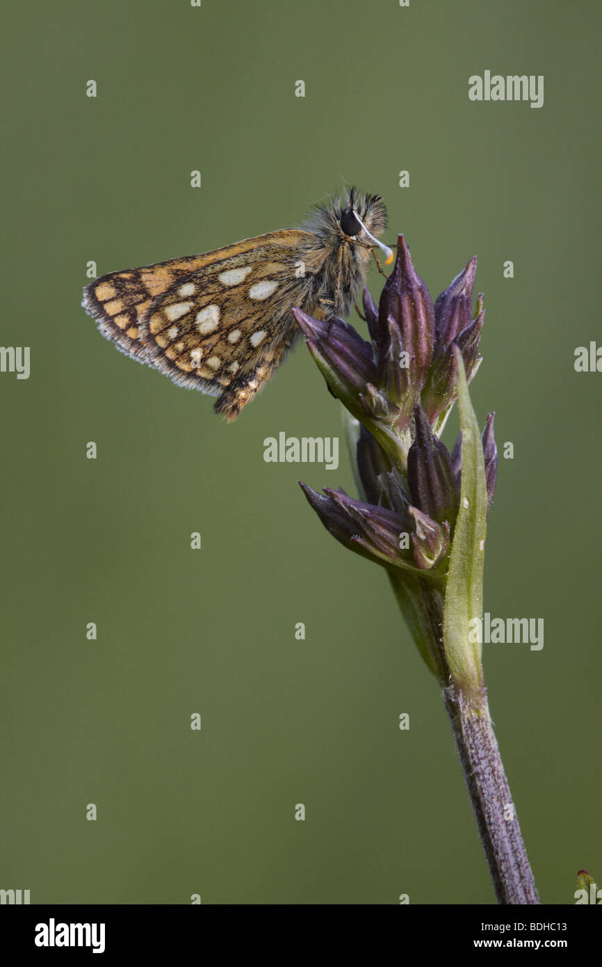 Chequered Skipper on Rose campion Stock Photo - Alamy
