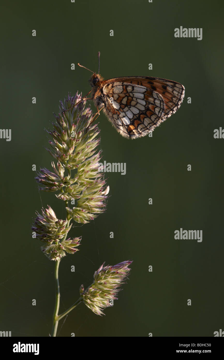 Heath fritillary - Mellicta athalia Stock Photo - Alamy