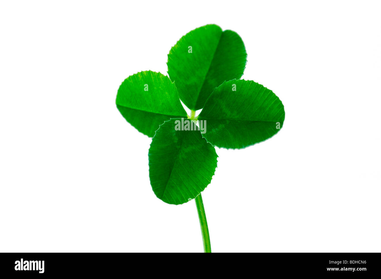 Four leaf clover, Shamrock Stock Photo - Alamy
