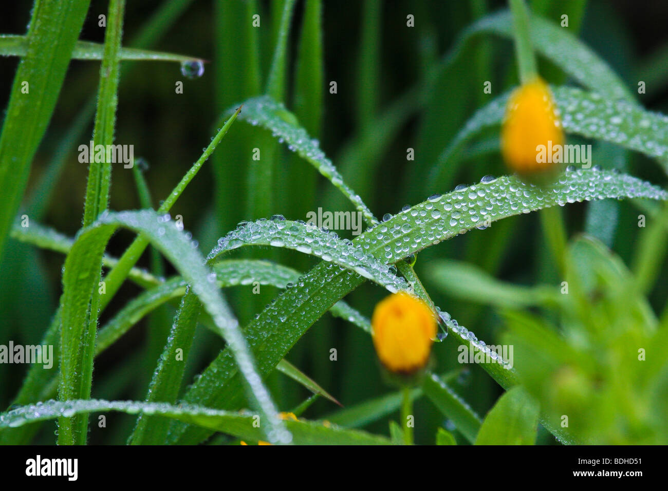 Flower dew green morning yellow Stock Photo - Alamy