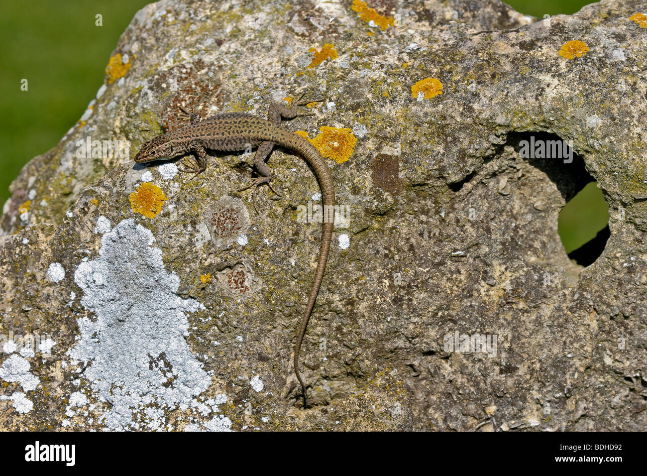 Lagartixa hi-res stock photography and images - Alamy