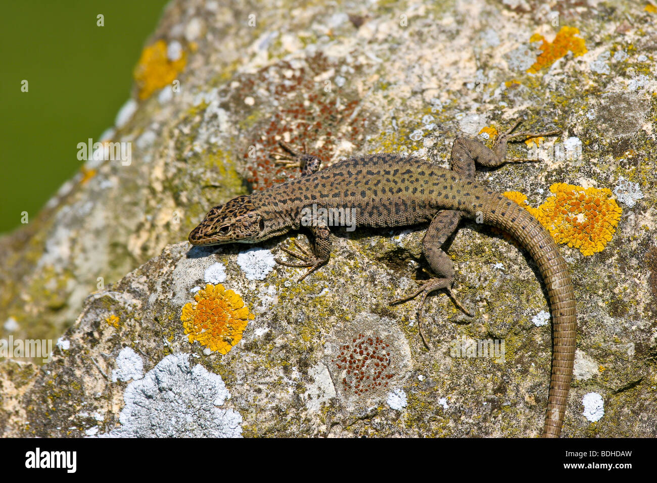 Lagartixa hi-res stock photography and images - Alamy