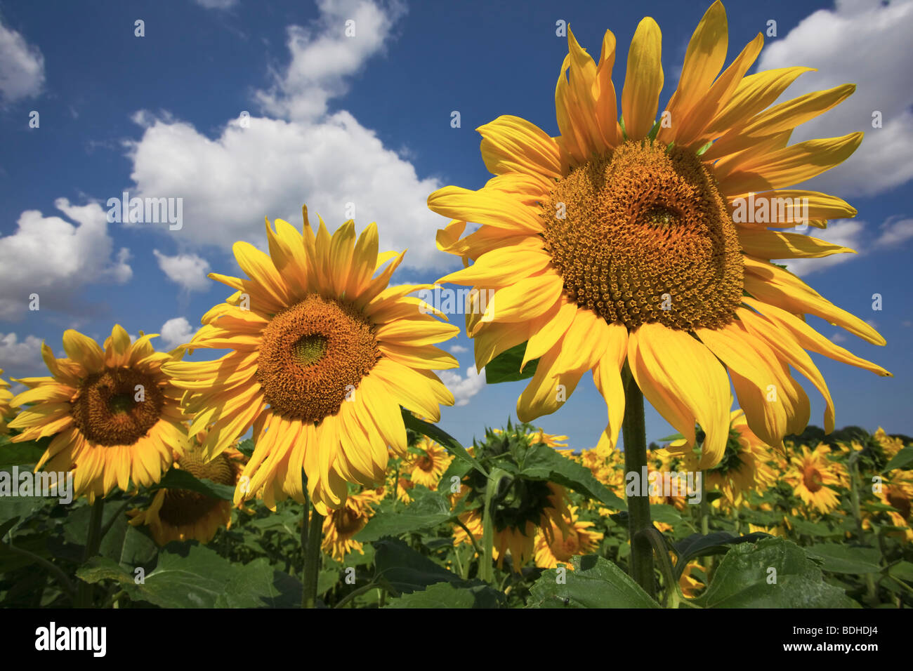 A field of Sunflowers Stock Photo - Alamy