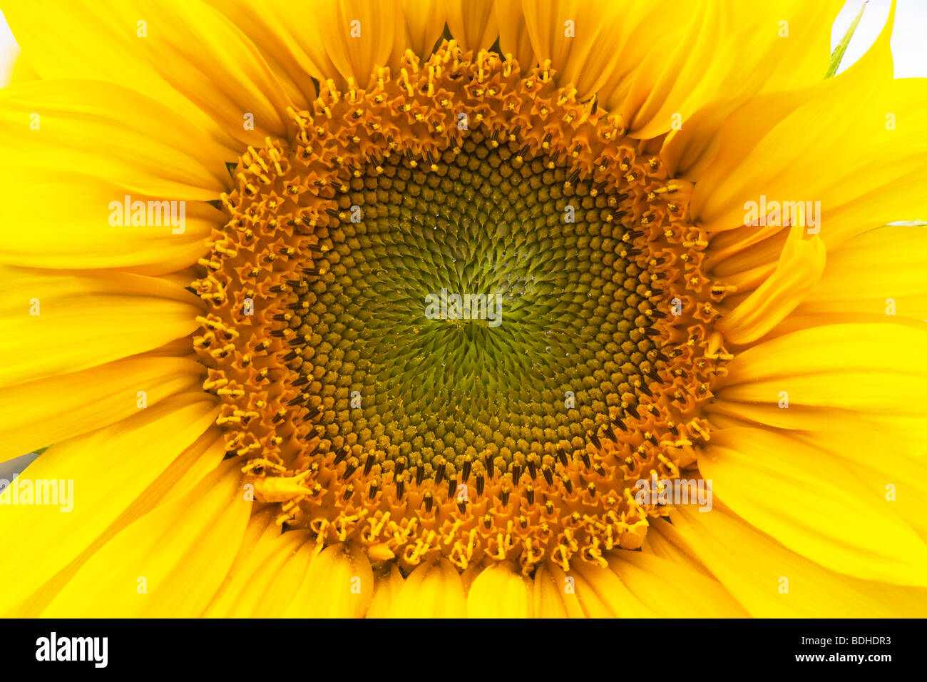 The centre of a Sunflower flower Stock Photo - Alamy