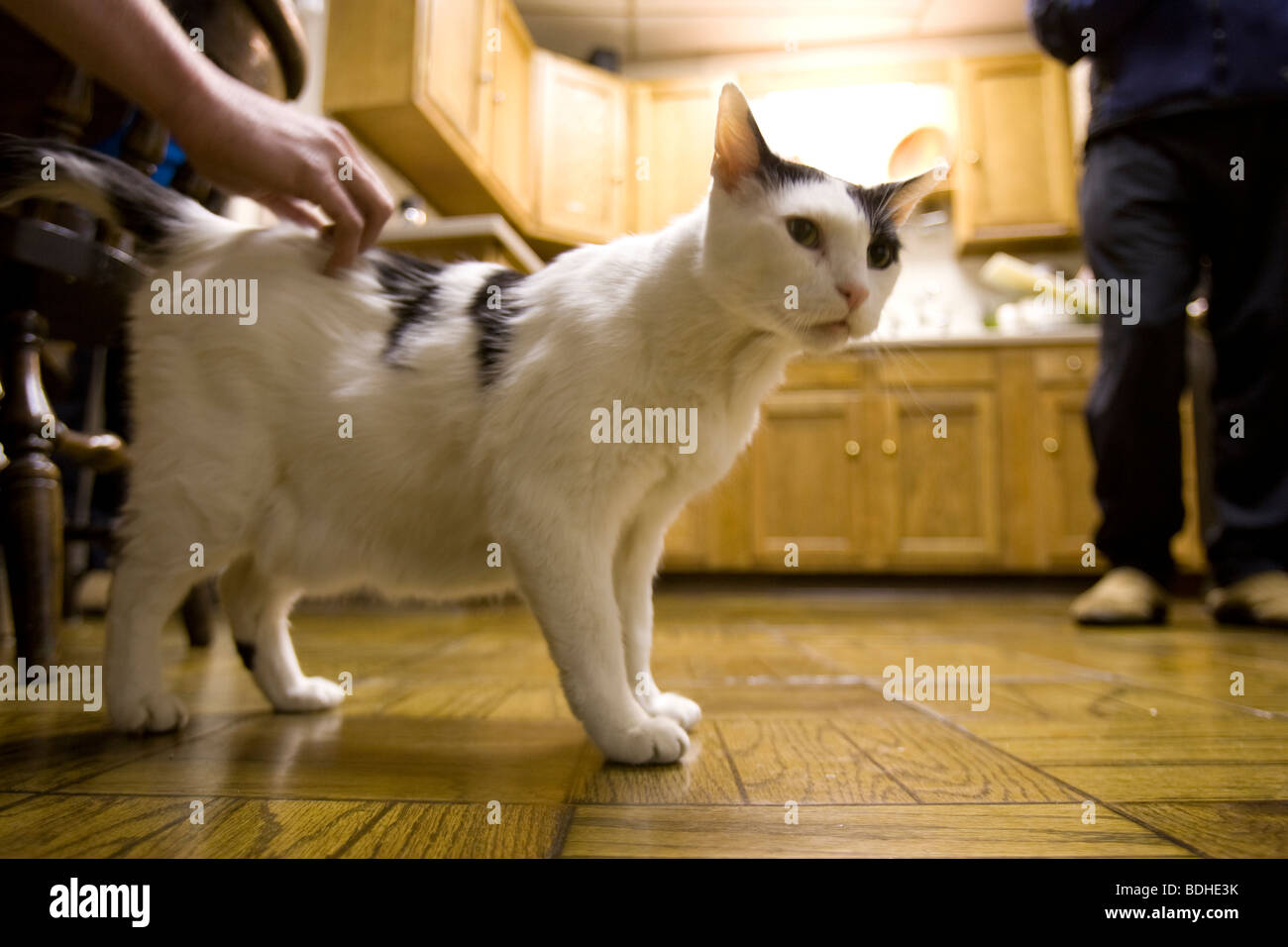 Low angle view of a black and white cat getting its back scratched in ...