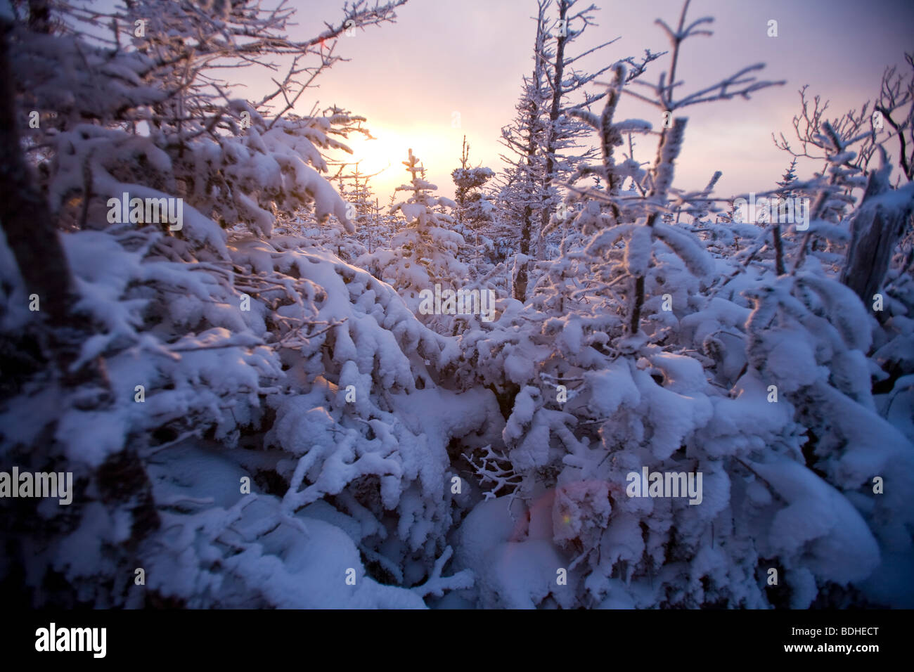 Evergreen stand at the edge of tree line on Mt. Madison at the north ...