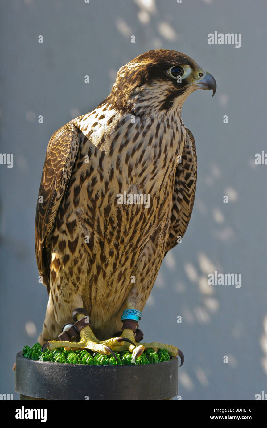 birds of prey falcoaria falcon falconry natureza wildlife Stock Photo ...