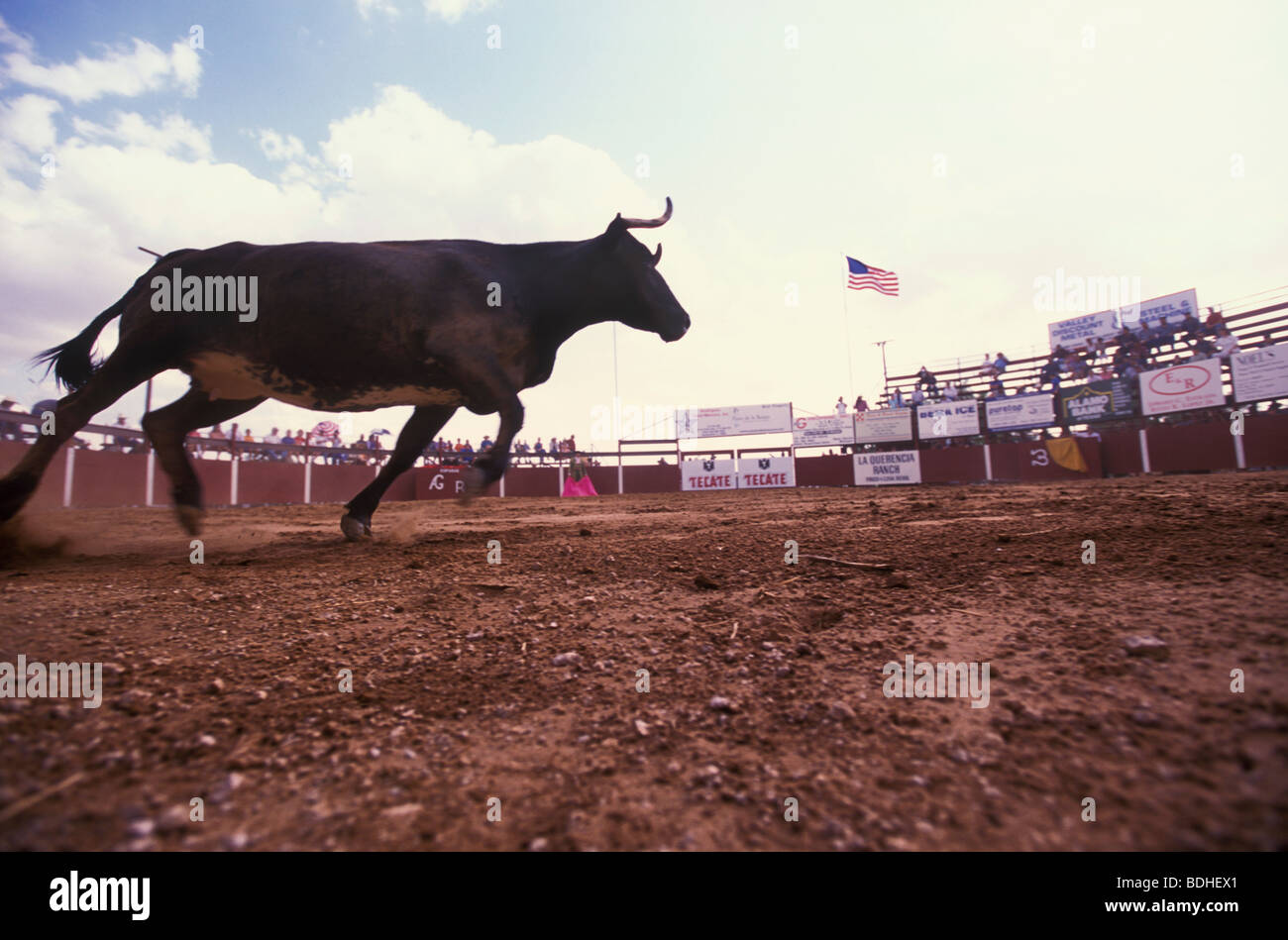 A cow of brave blood enters the bullring to be tested for her bravery ...