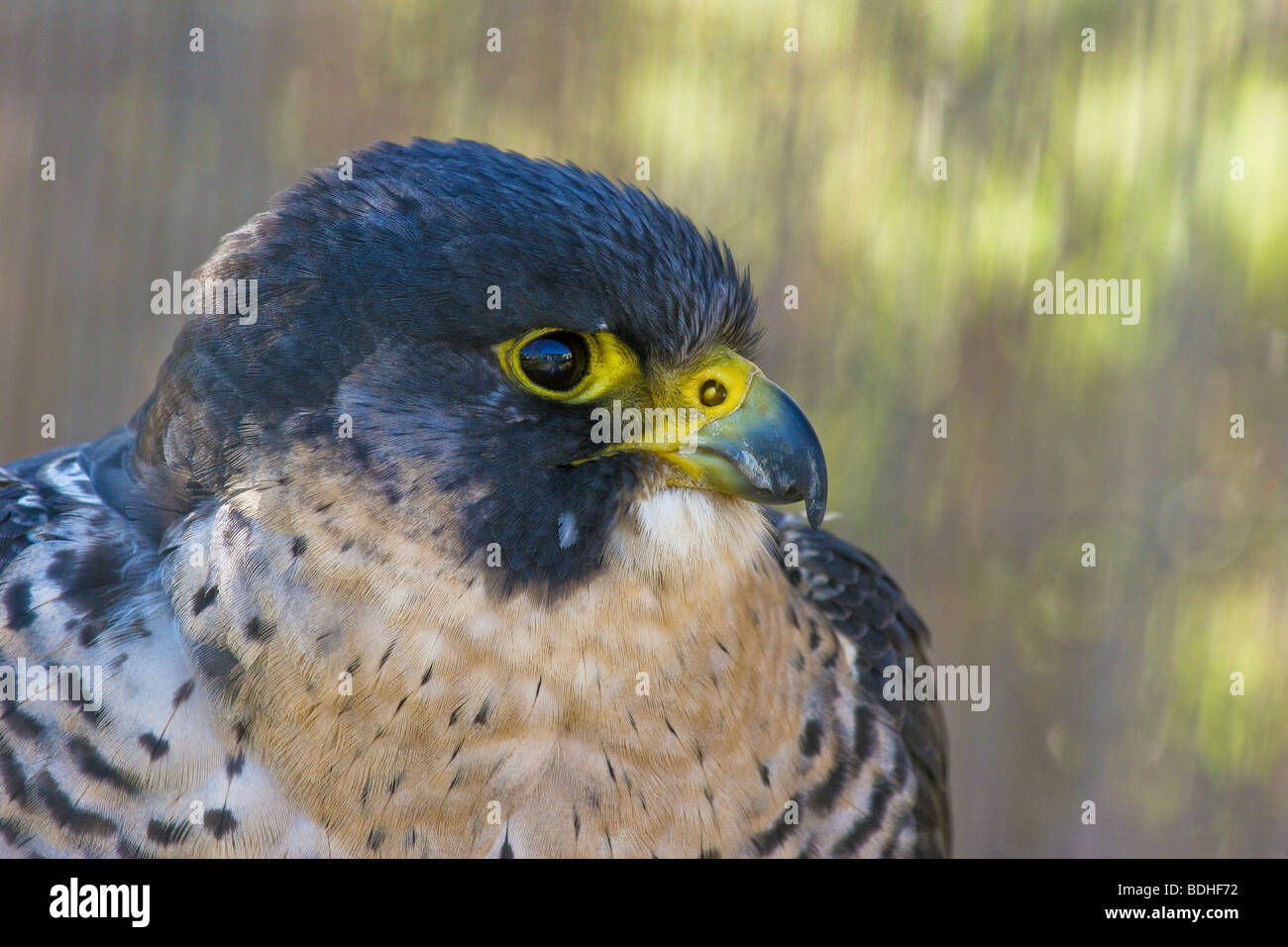 birds of prey falcoaria falcon falconry natureza wildlife Stock Photo ...