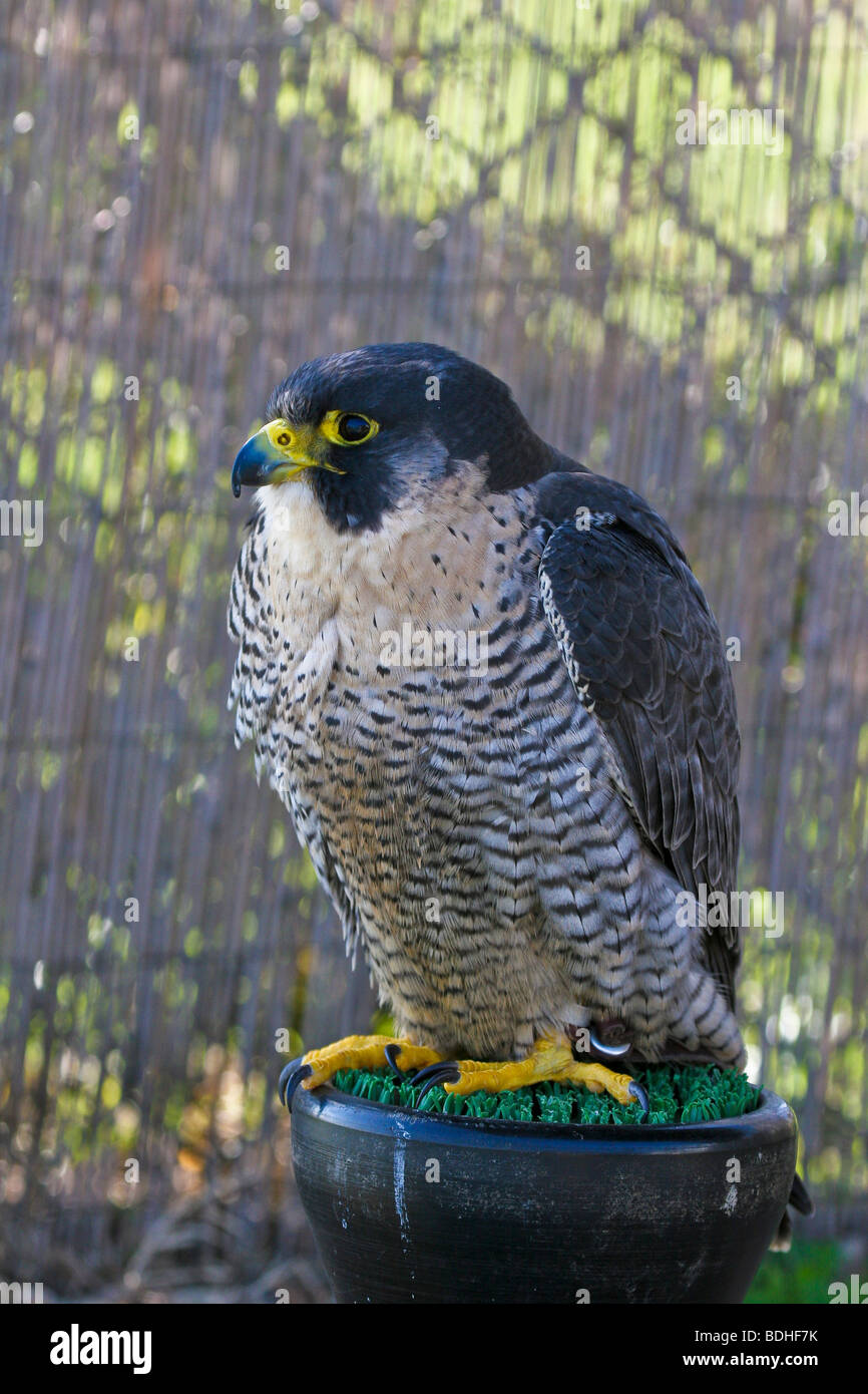 birds of prey falcoaria falcon falconry natureza wildlife Stock Photo ...