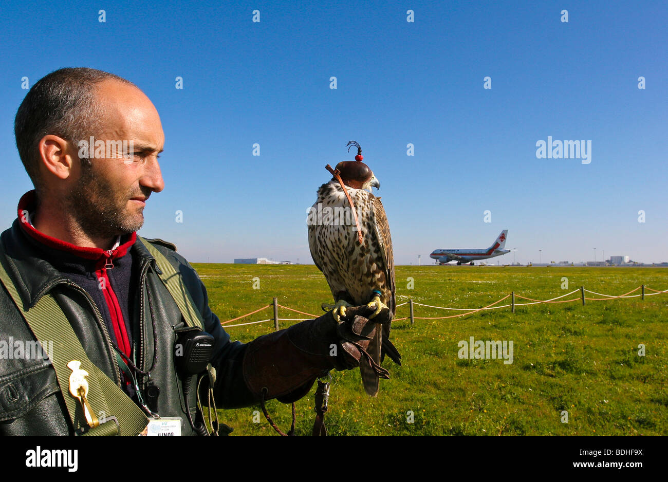 aviation birds of prey falcon falconry Stock Photo - Alamy