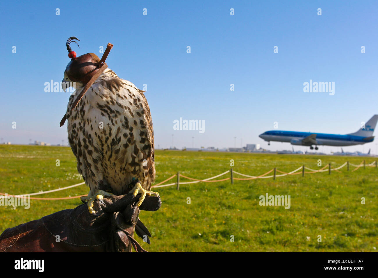 aviation birds of prey falcon falconry Stock Photo - Alamy